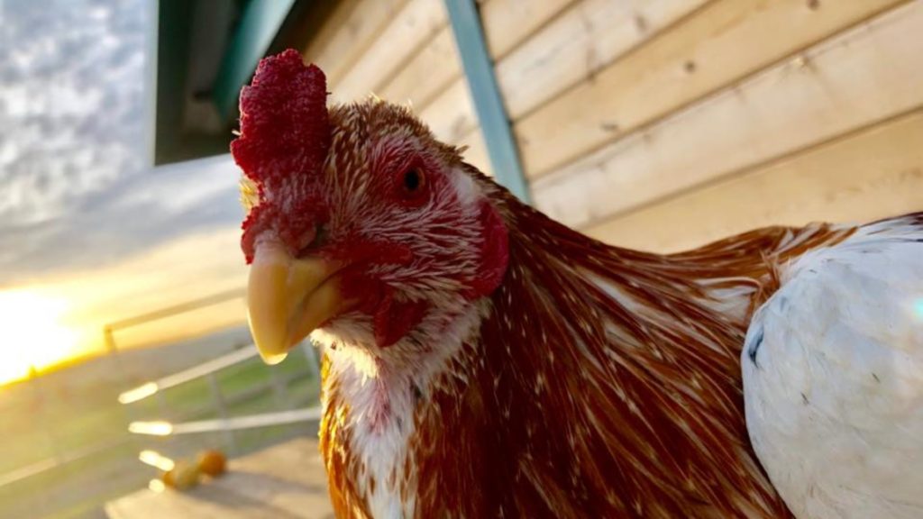 Therapy Chickens | Funky Chicken Rescue